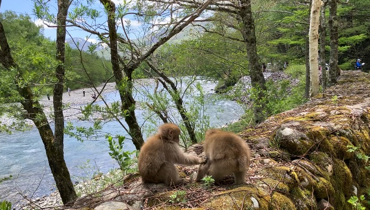 Wild monkeys in Kamikochi - LAMPYA